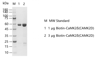 Biotin-CaMK2δ(CAMK2D) - CAMK Kinase - ICE Bioscience - Protein platform