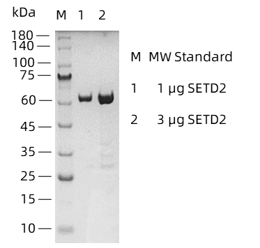 SETD2 - Epigenetic Protein - ICE Bioscience - Protein platform