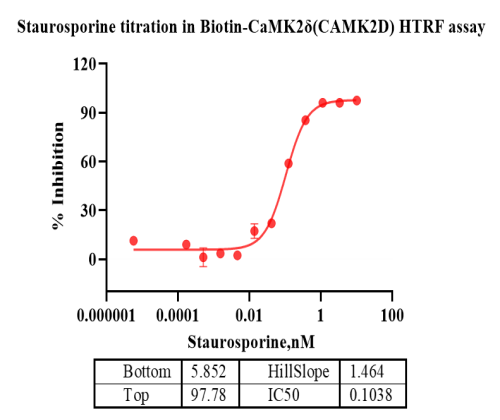 Biotin-CaMK2δ(CAMK2D) - CAMK Kinase - ICE Bioscience - Protein platform