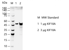 KIF18A - Other Protein - ICE Bioscience - Protein platform