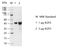IKZF2 - Other Protein - ICE Bioscience - Protein platform