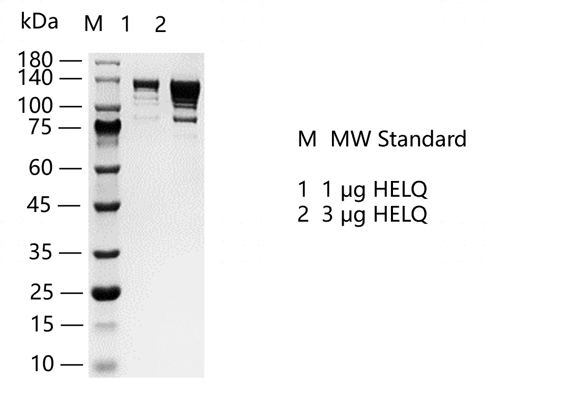 HELQ - DDR related Protein - ICE Bioscience - Protein platform