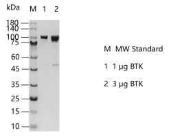 BTK - Tyrosine Kinase - ICE Bioscience - Protein platform
