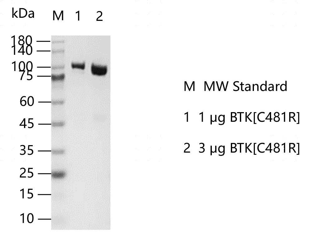 BTK[C481R] - Tyrosine Kinase - ICE Bioscience - Protein platform