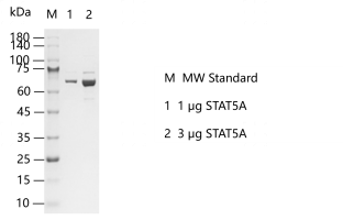 STAT5A - Other Protein - ICE Bioscience - Protein platform