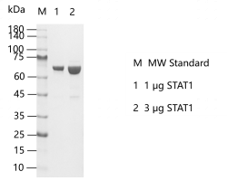 STAT1 - Other Protein - ICE Bioscience - Protein platform