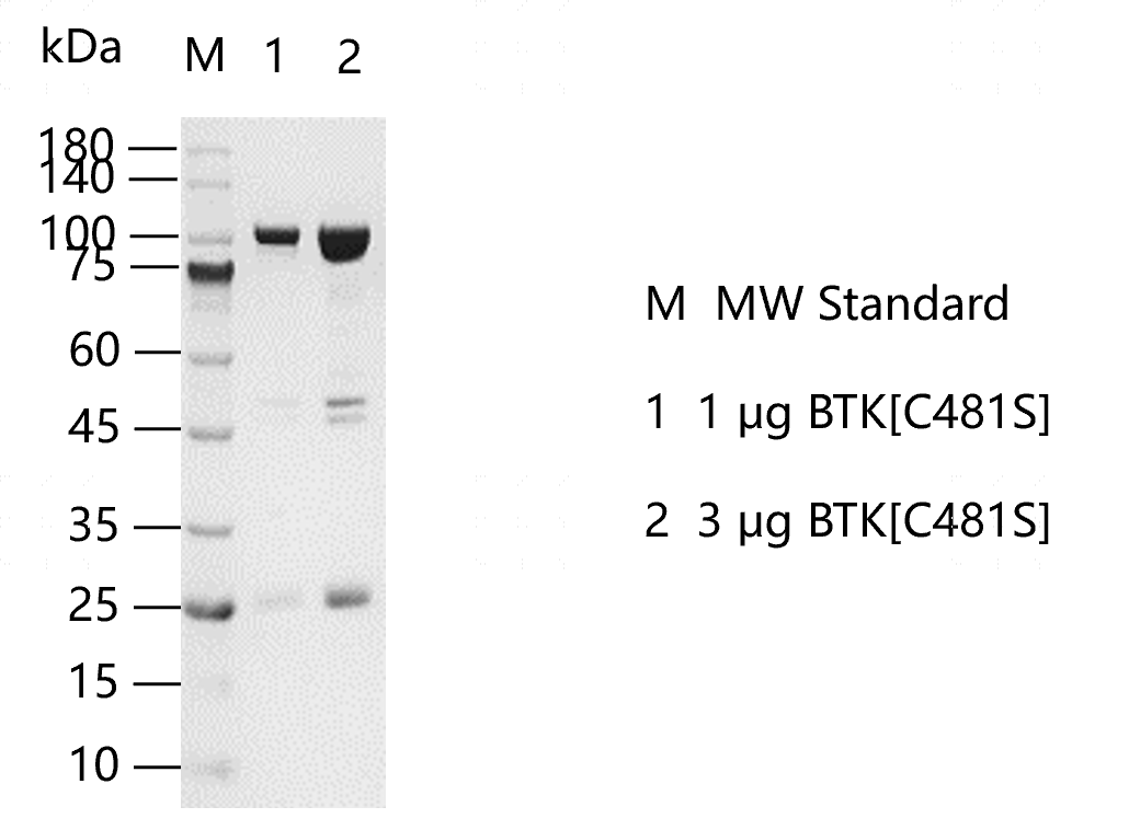 BTK[C481S] - Tyrosine Kinase - ICE Bioscience - Protein platform