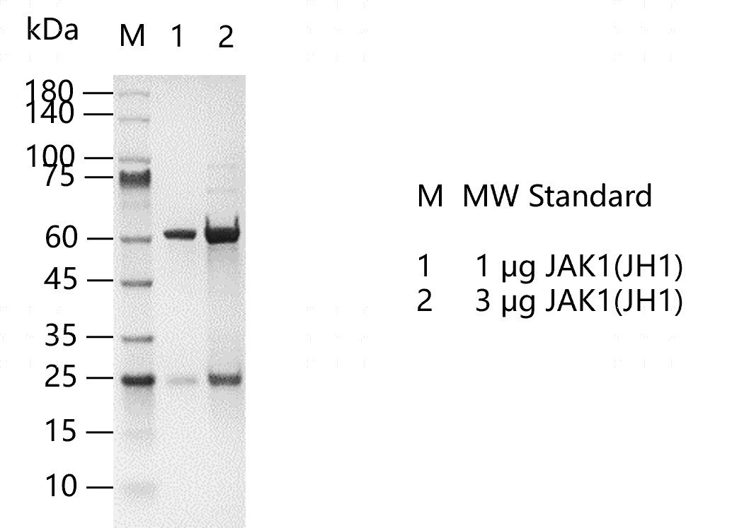 JAK1(JH1) - Tyrosine Kinase - ICE Bioscience - Protein platform