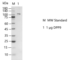 DPP9 - Other Protein - ICE Bioscience - Protein platform